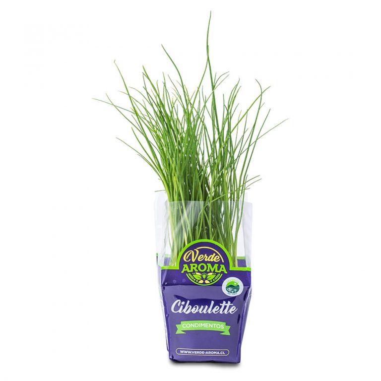 Ciboulette - Verde Aroma