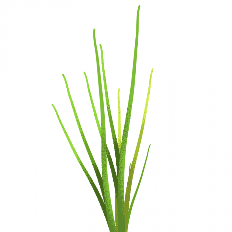 Cuidados - Verde Aroma